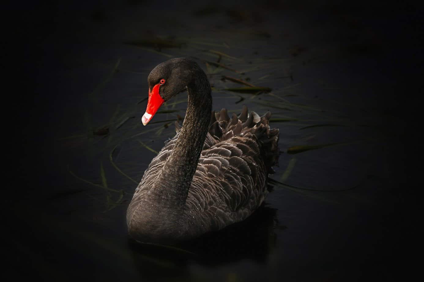 A Black Swan with Teeth - The Peter Schiff Show